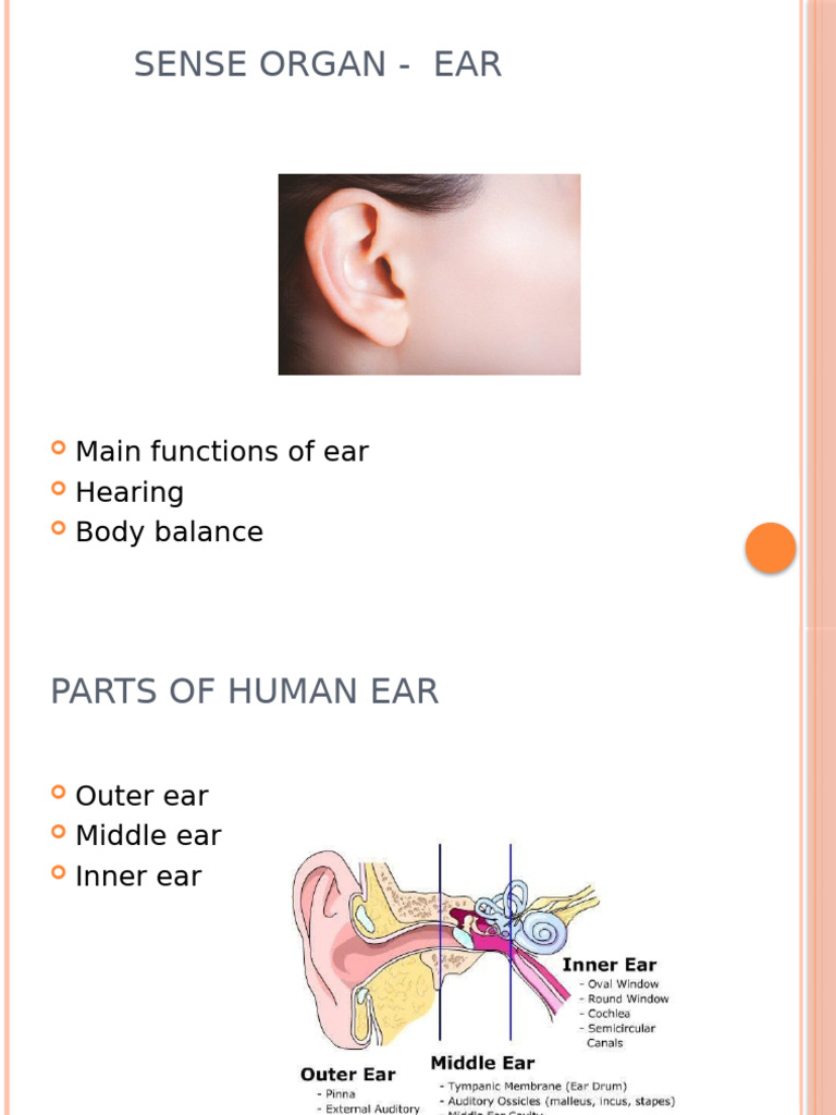 11 Ear Ppt Pdf