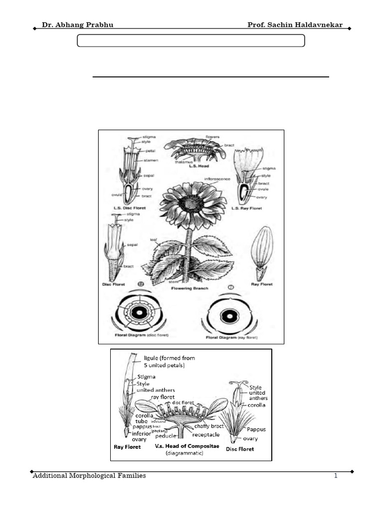 (V) Additional Morphology Floral Families SC Final 250114 200047 | PDF ...