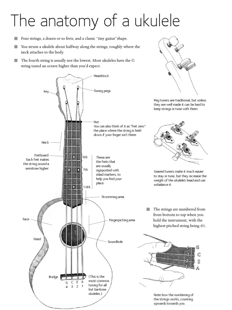 Anatomy of A Ukulele | PDF