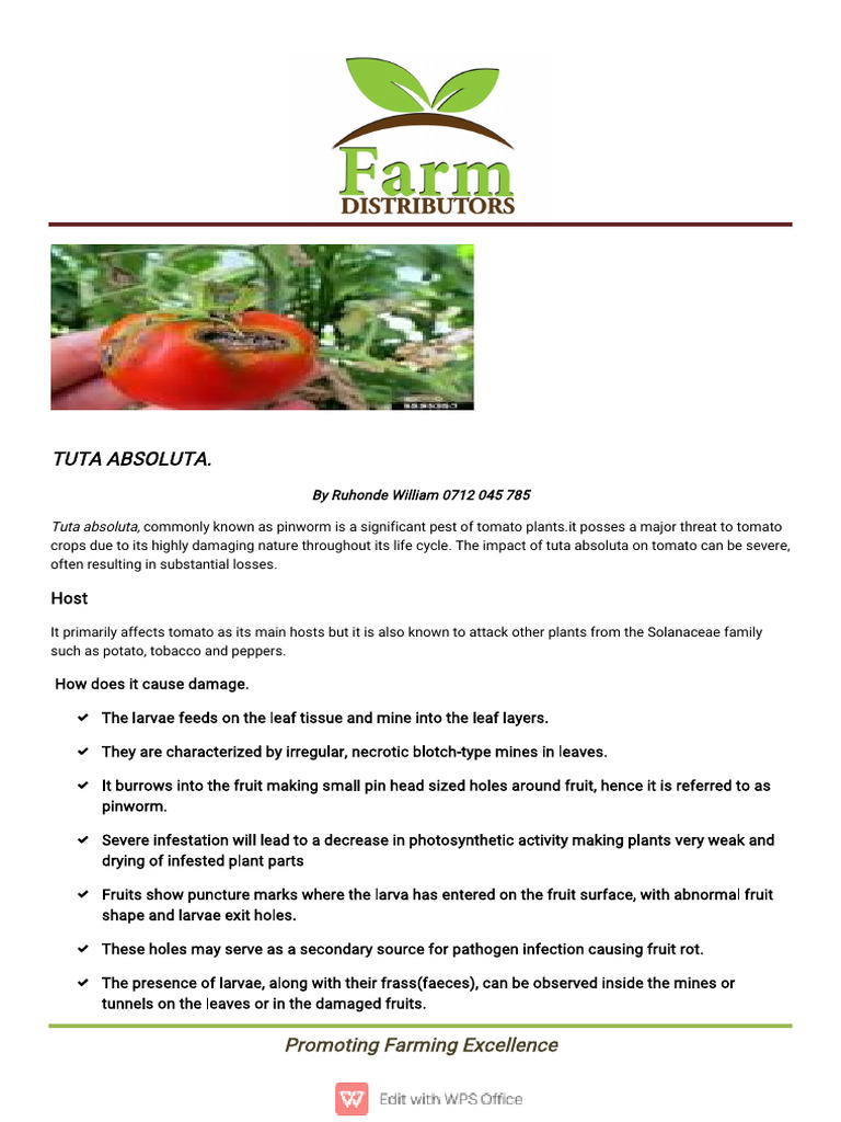Tuta Absoluta | PDF