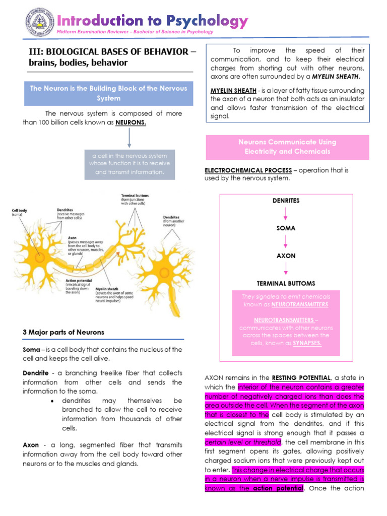 ITP III - Brains, Body, And Behavior | PDF | Neurotransmitter | Neuron