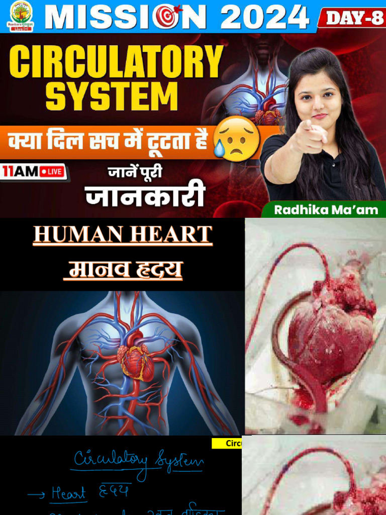 Circulatory System | PDF