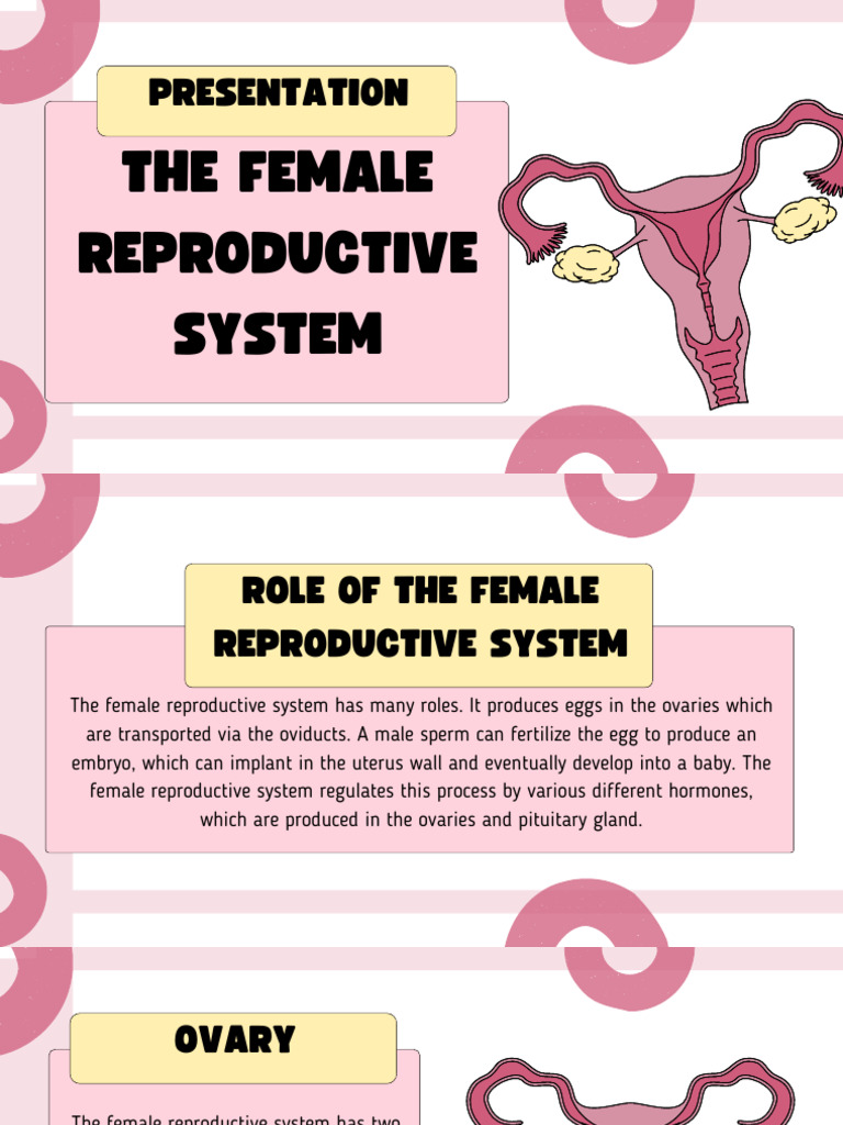 Female Reproductive System Biology Presentation in A Pink Bold Style ...