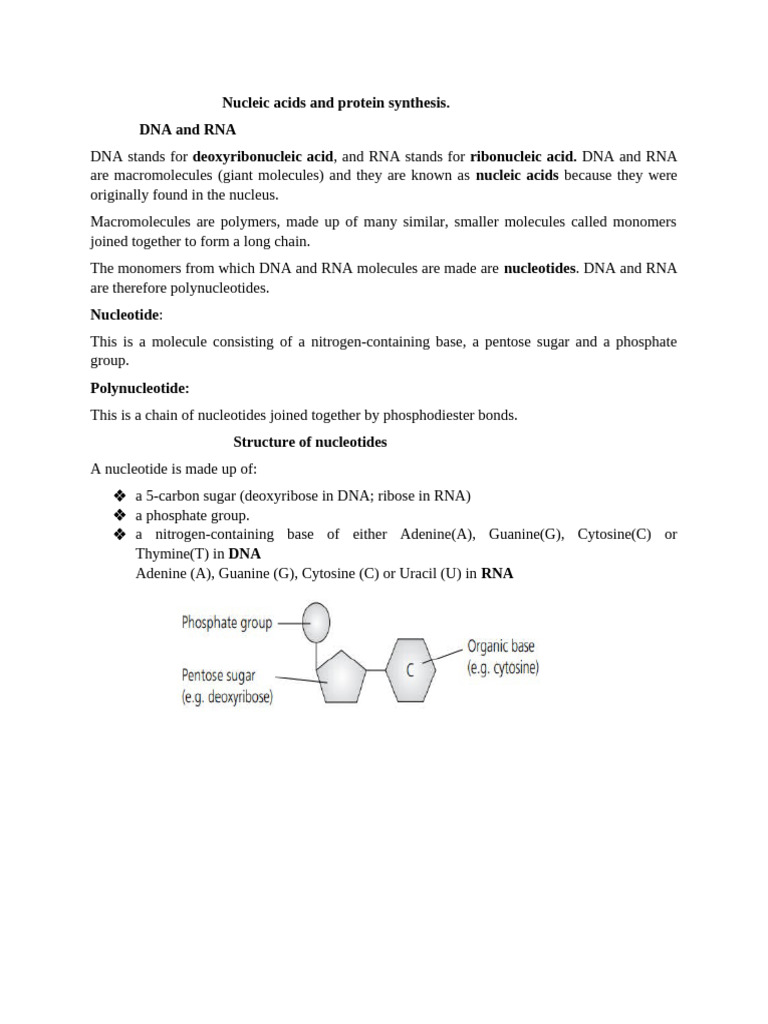 Nucleic Acids and Protein Synthesis | PDF | Rna | Nucleic Acids