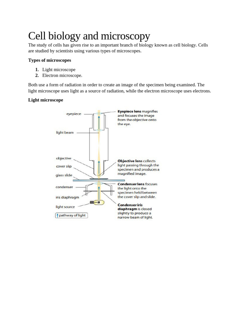 Cell Structure Notes | PDF | Endoplasmic Reticulum | Cell Nucleus