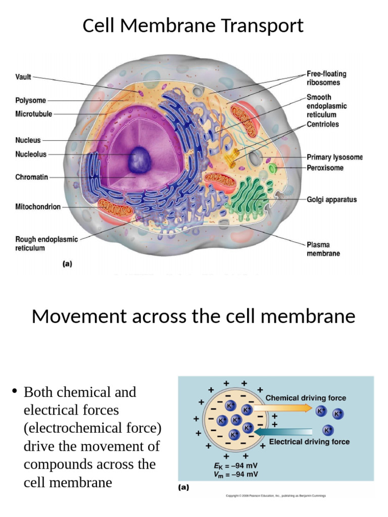 Cell Membrane Transport | PDF | Cell Membrane | Vesicle (Biology And ...