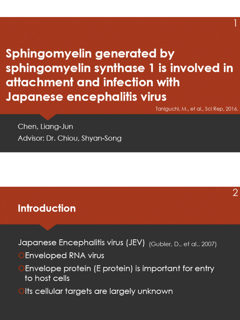 Sphingomyelin Generated by Sphingomyelin Synthase 1 Is Involved in ...