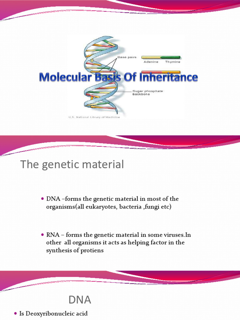 Molecular Basis Of Inheritance Pdf Operon Rna 2838
