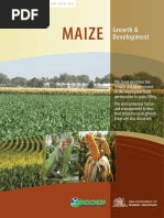 Crop Growth Chart - Maize: Stage VE V2 V5 V8 V12 V16 R1 R5 | PDF