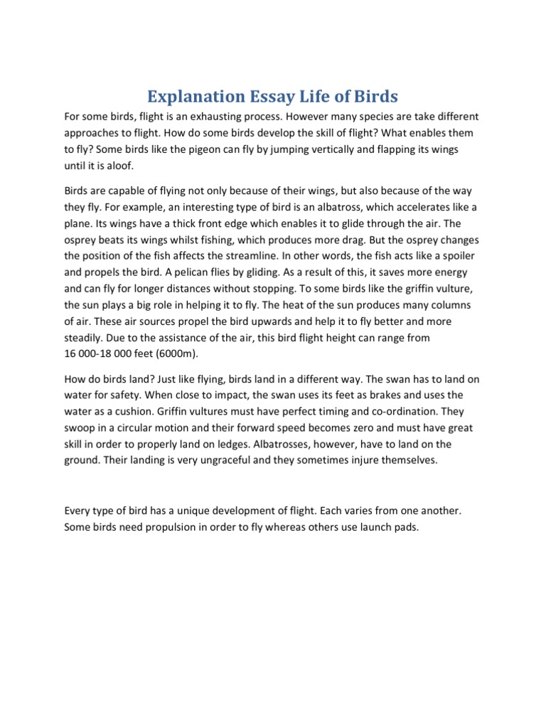 Explanation Essay Life of Birds | PDF