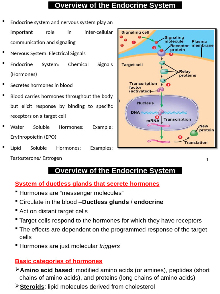 11. Endocrine System 24-25 | PDF | Endocrine System | Adrenal Gland