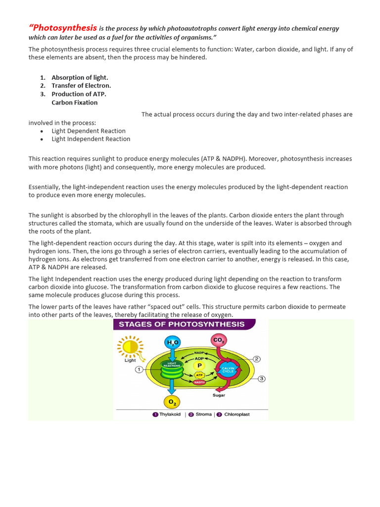 4 Steps of Photosynthesis | PDF | Photosynthesis | Cellular Respiration