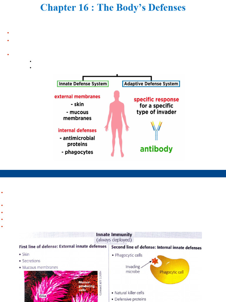 Immune System: Innate and Adaptive Defenses | PDF | Innate Immune ...
