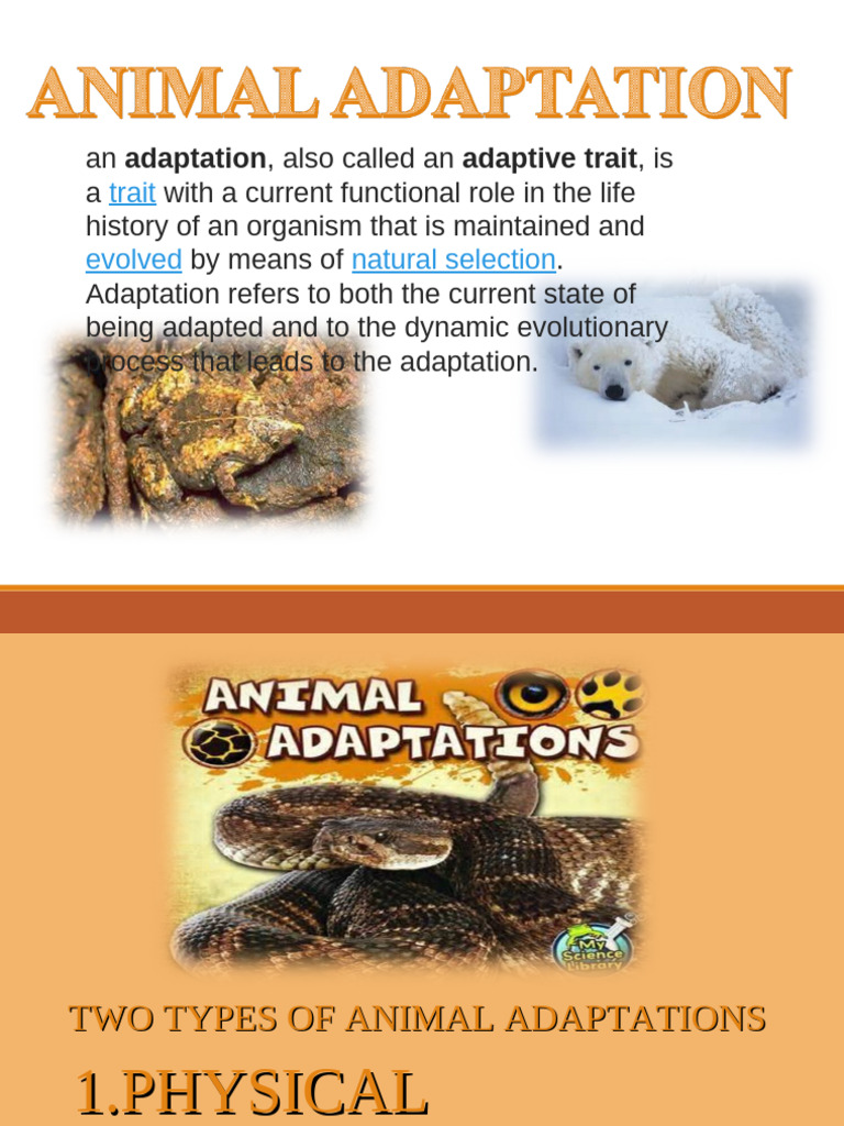 Animal Adaptations | PDF