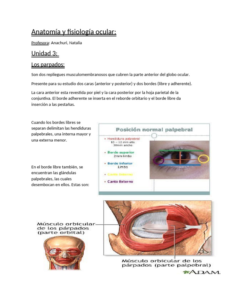 Anatomía de los Párpados Oculares | PDF | Músculo | Piel