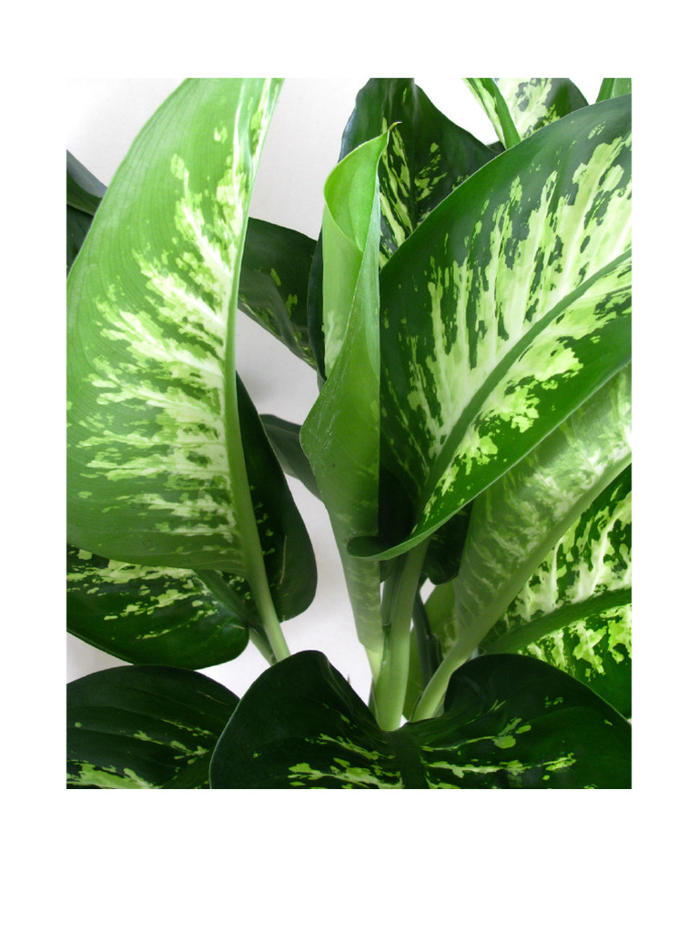 Foglie_giovani_diffenbachia | PDF