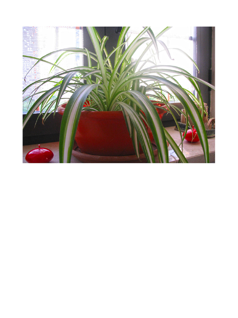 Chlorophytum | PDF