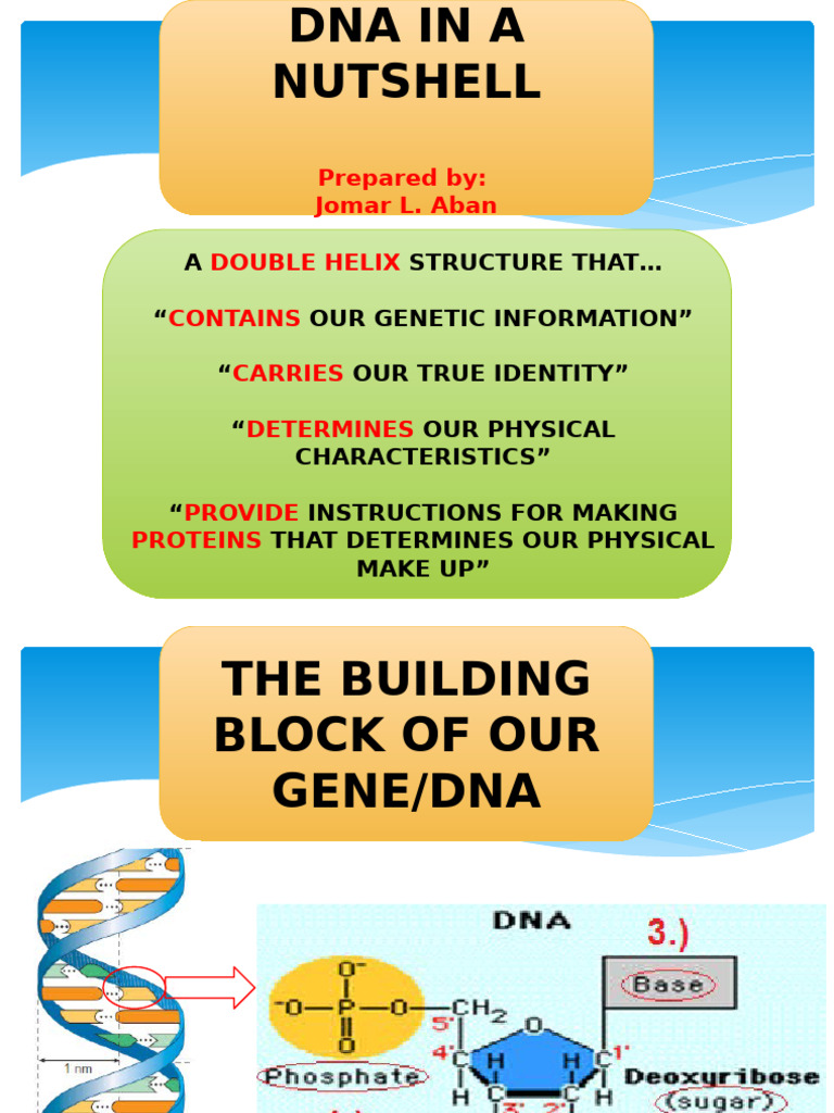 Dna Structure (Simplified) | PDF | Dna | Rna