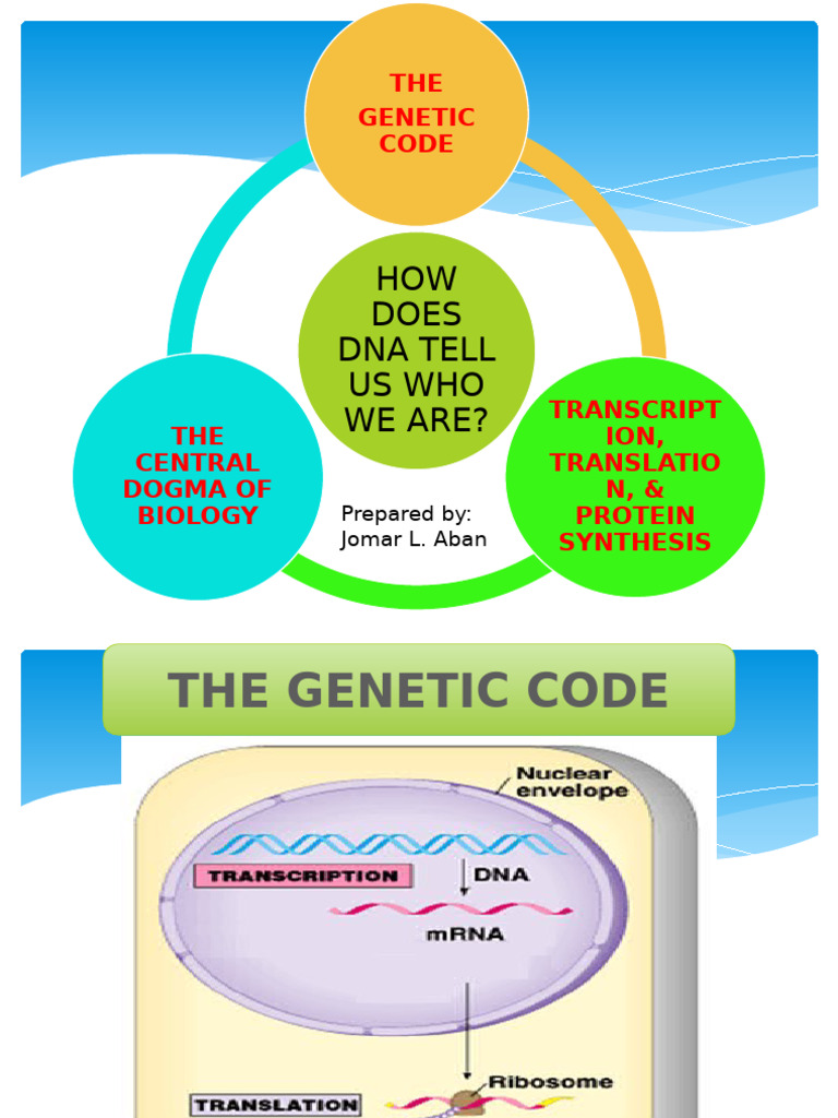 Central Dogma (Simplified) | PDF | Translation (Biology) | Dna