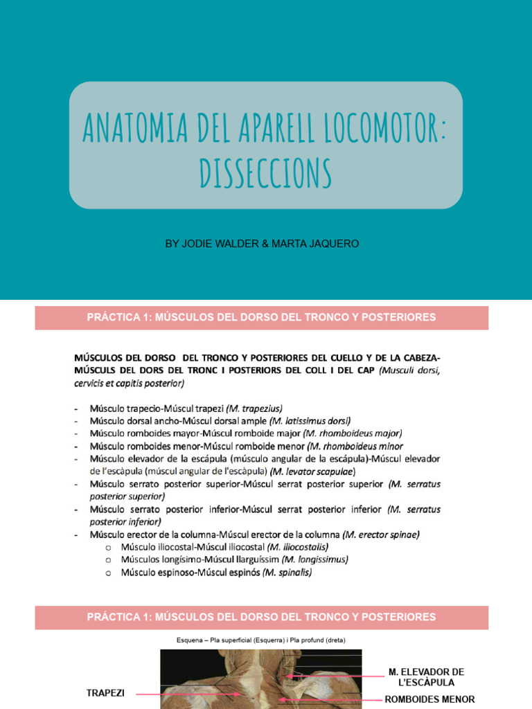 Anatomia Del Aparell Locomotor_ Disseccions | PDF