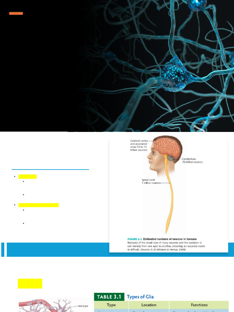 Neurons and Synapses, Hormones and Neurotransmitters | PDF | Neuron ...