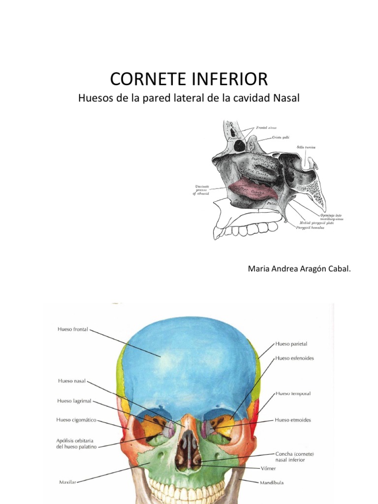 La anatomía del cornete inferior: sus características óseas y ...