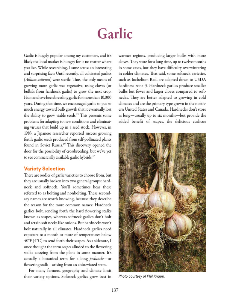 Beyond The Root Cellar: Garlic | PDF | Garlic | Botany