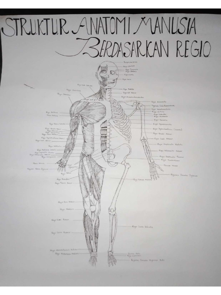 Anatomi | PDF