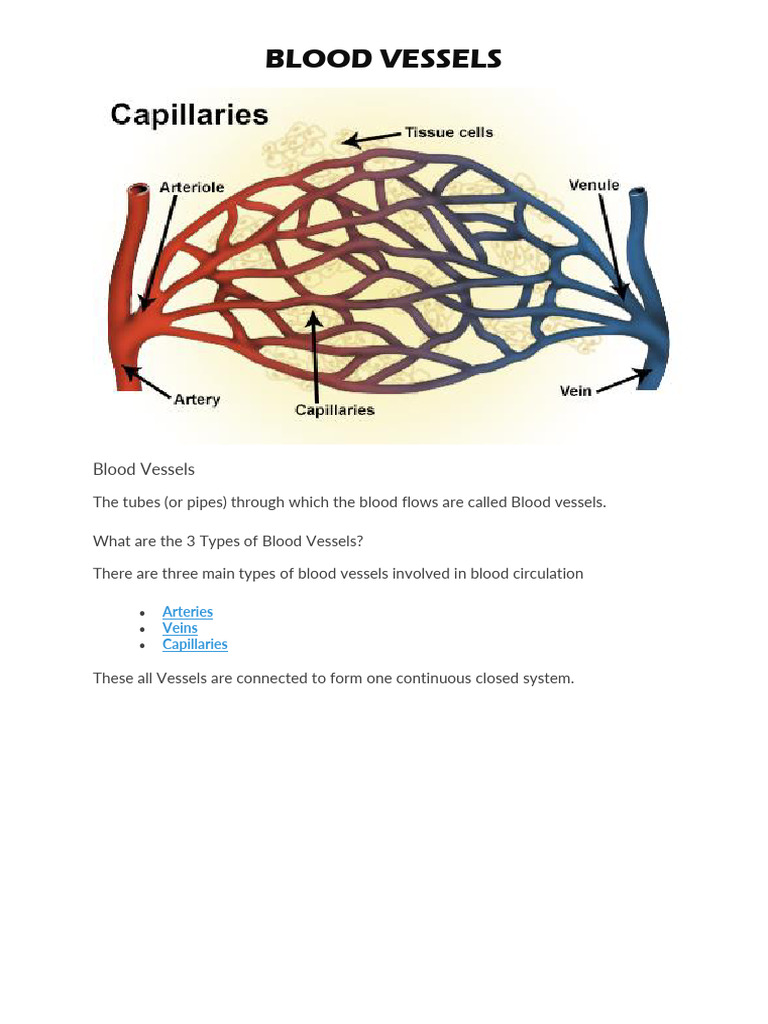 Types and Functions of Blood Vessels | PDF