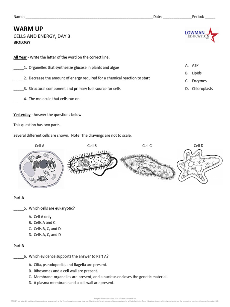 Warm Up: Cells and Energy, Day 3 | PDF | Cell (Biology) | Enzyme