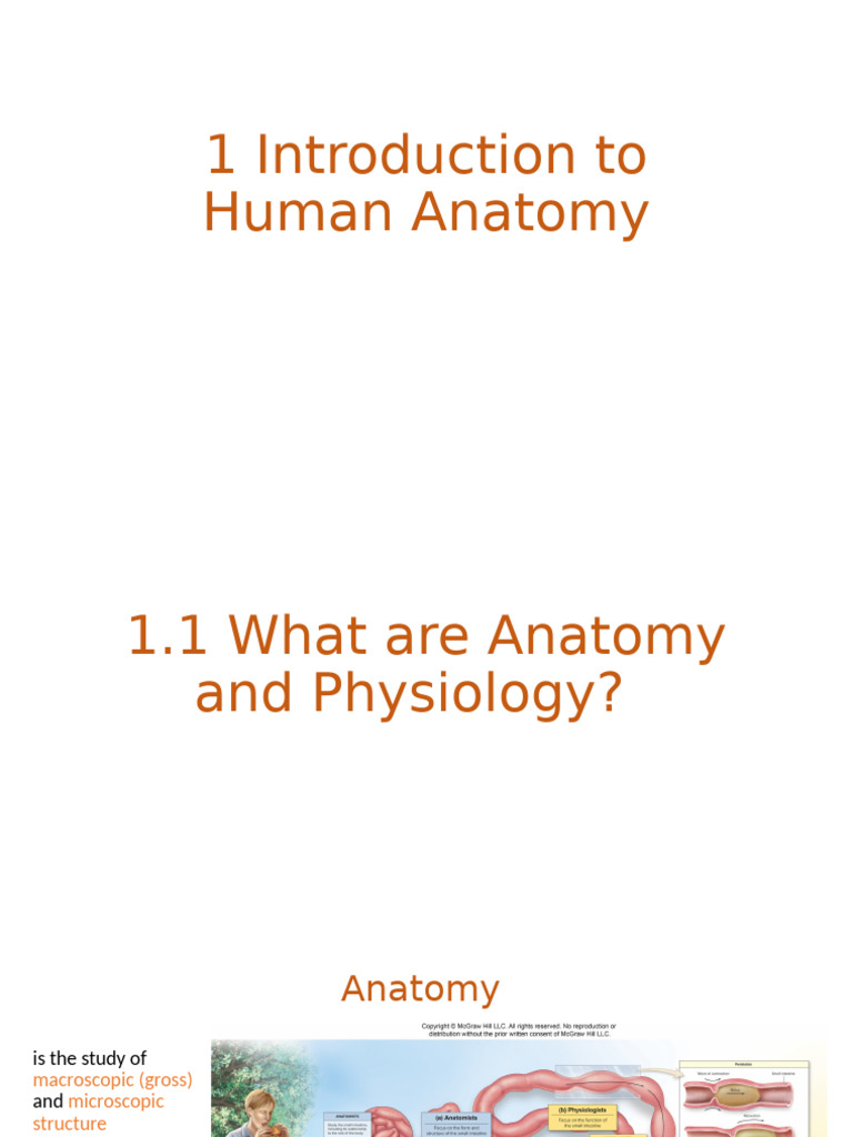 Bio-231 24S 1 Introduction To Human Anatomy | PDF | Human Body | Peritoneum