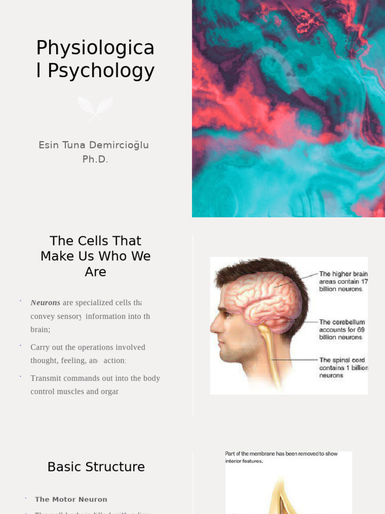 Physiological Psychology - 1 | PDF | Chemical Synapse | Neurotransmitter