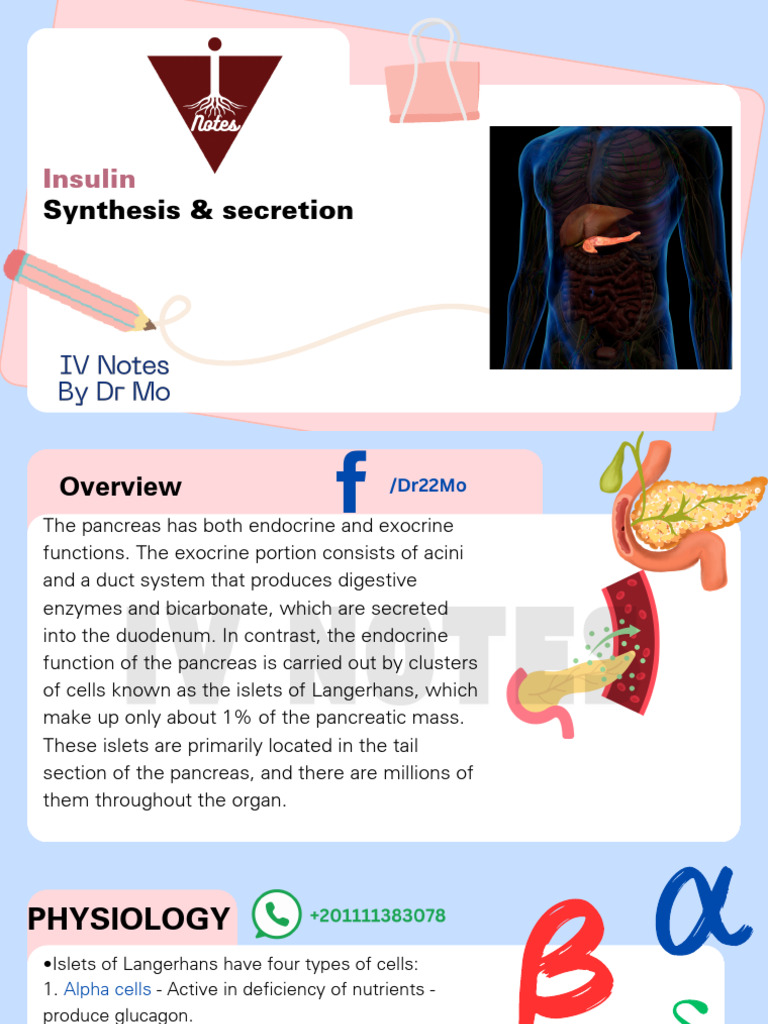 Insulin basics - IV Notes | PDF | Endoplasmic Reticulum | Pancreas