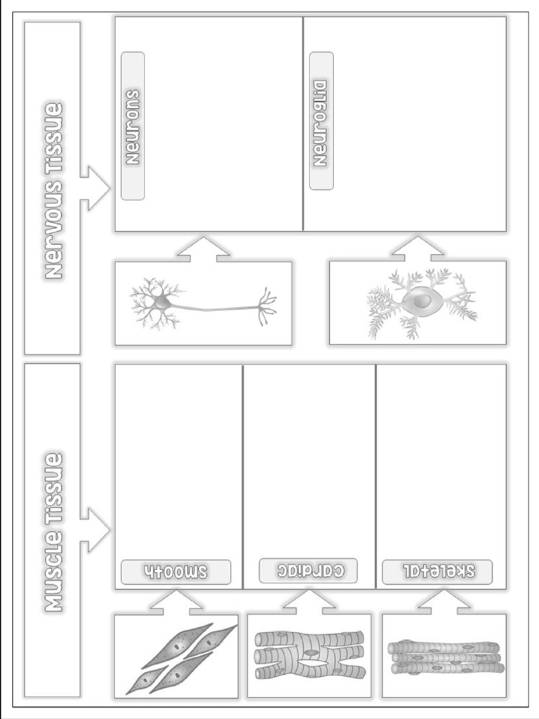 Muscle and Nerve Tissue Doodle Notes | PDF