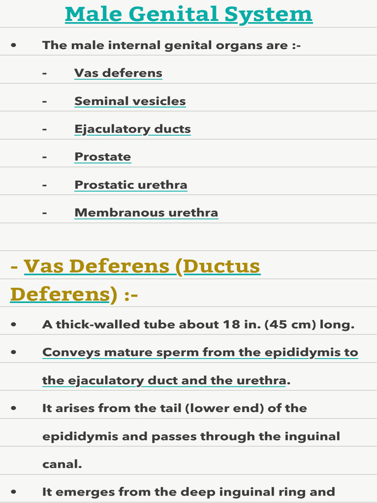Male Genital System Anatomy Overview | PDF | Reproductive System | Male ...