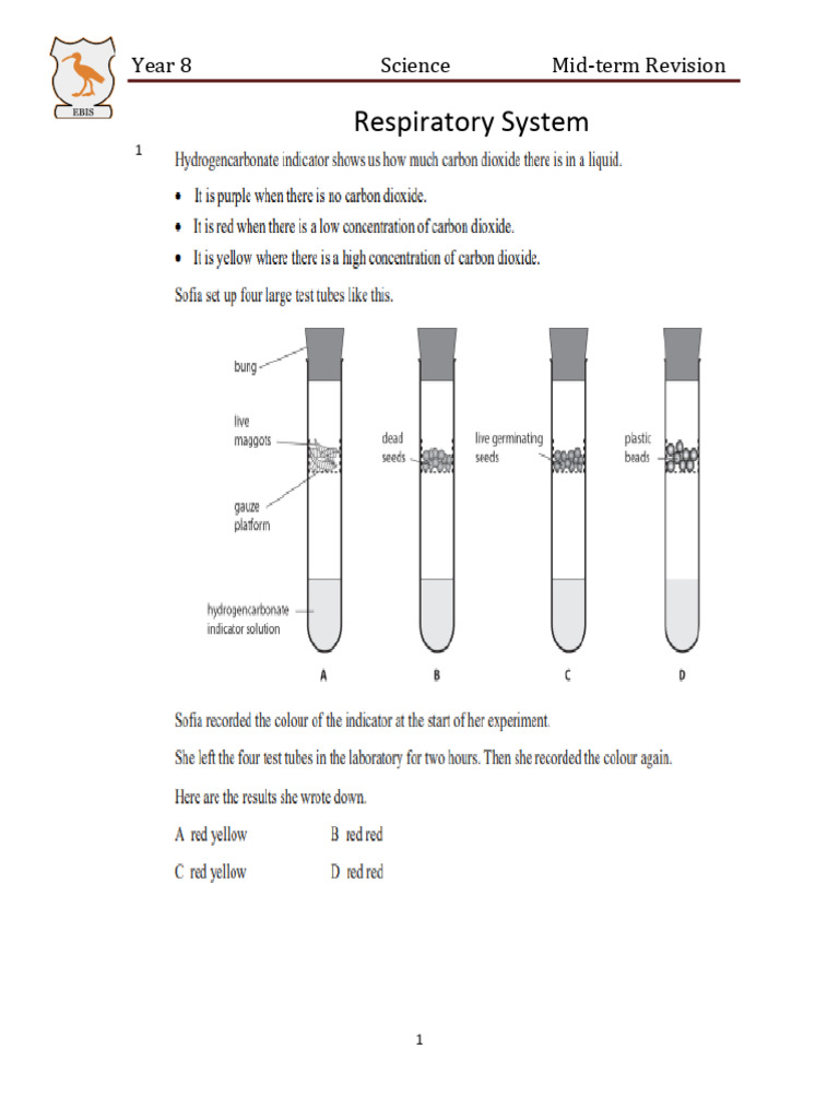 Respiratory System: Year 8 Science Mid-Term Revision | PDF