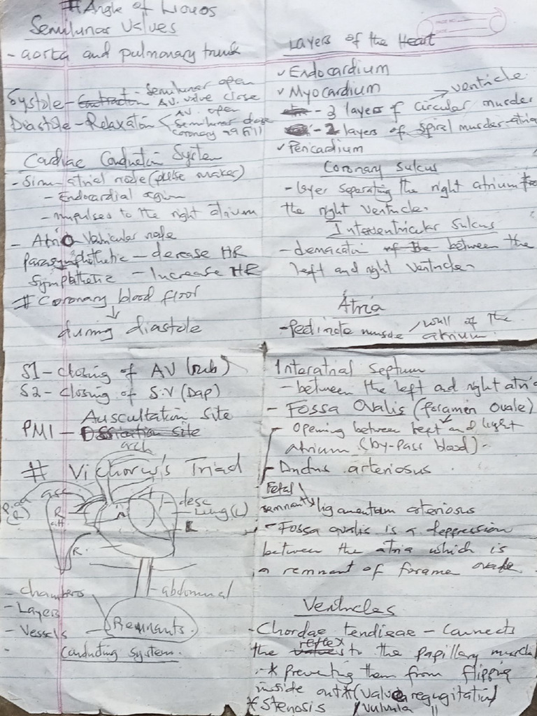 Cardiovascular System Short Notes | PDF