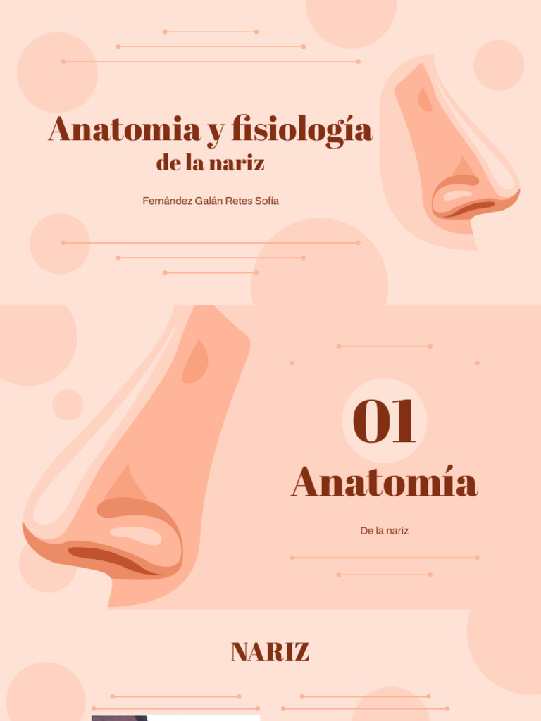 Anatomía y Fisiología de La Nariz-1 | PDF | Nariz humana | Anatomía humana