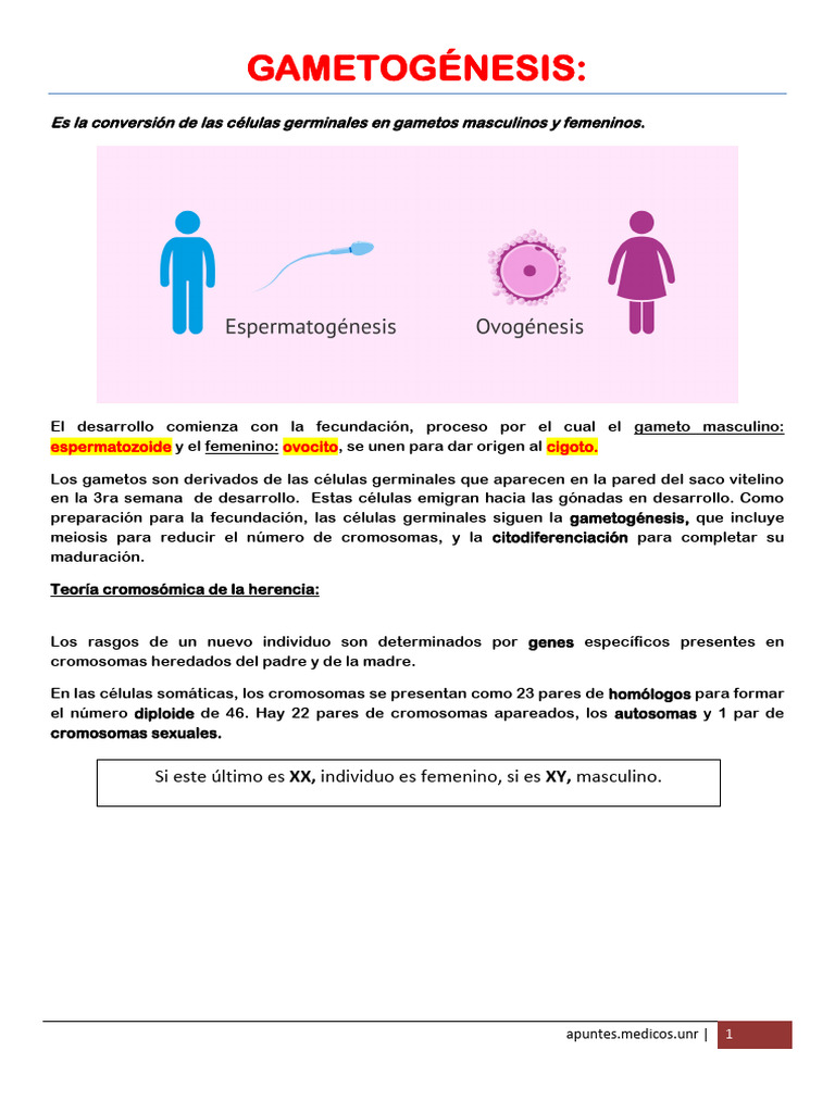 Gametogénesis | PDF | Mitosis | Anatomía