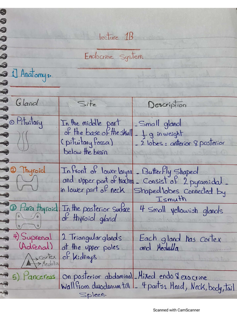 Endocrine System Summary | PDF