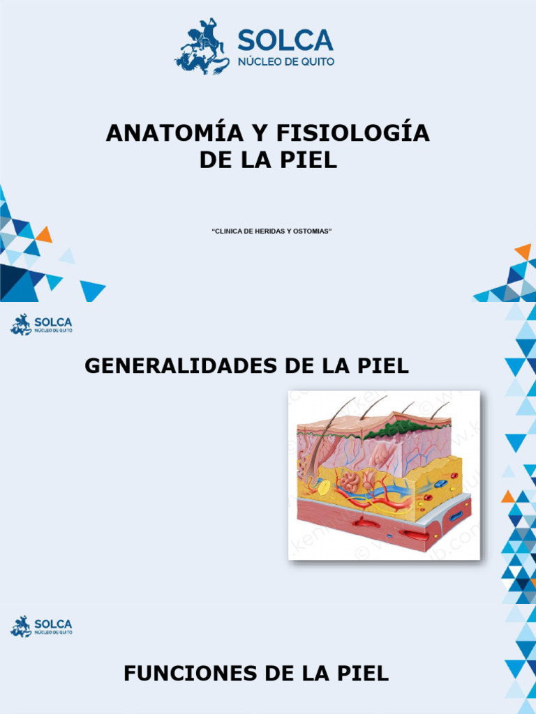 1. Anatomía y Fisiología de La Piel | PDF | Epidermis | Piel