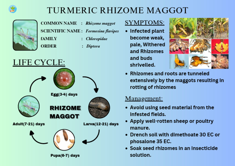 Turmeric Rhizome Maggot Life Cycle & Management | PDF