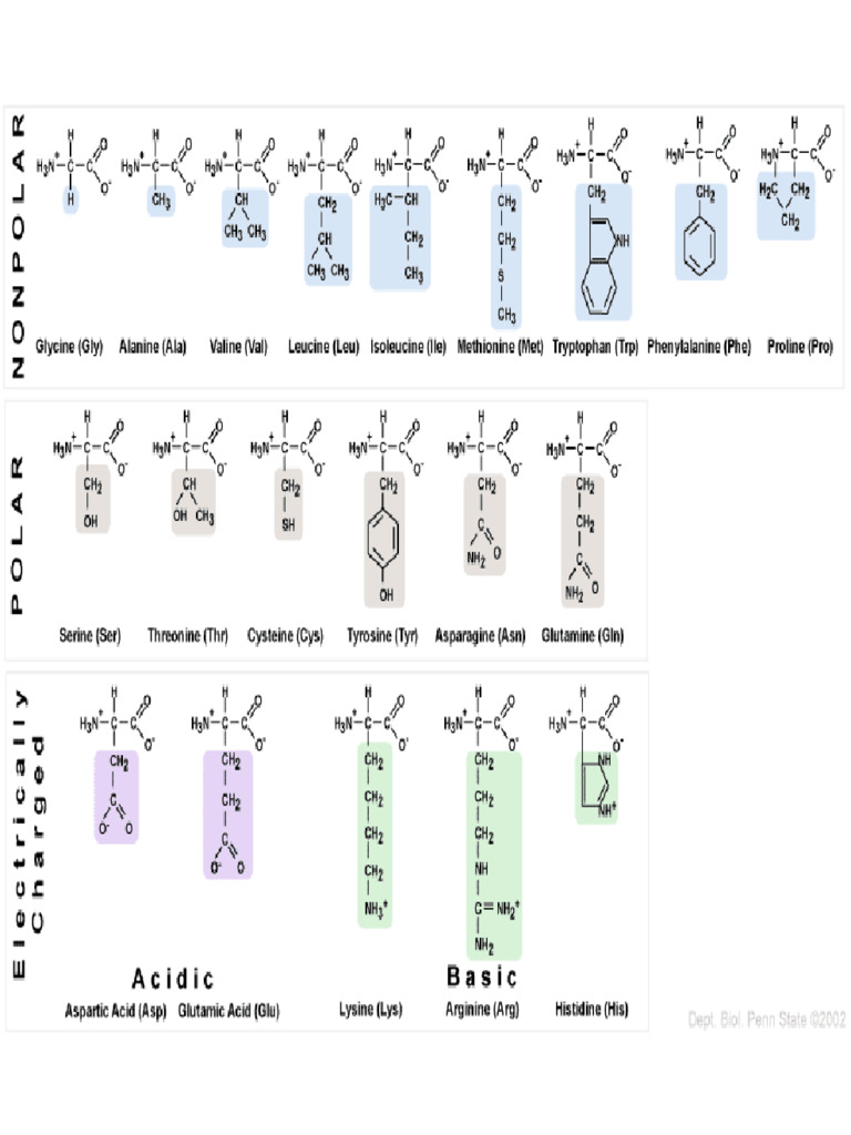 Amino Acid Sidechains-1 | PDF