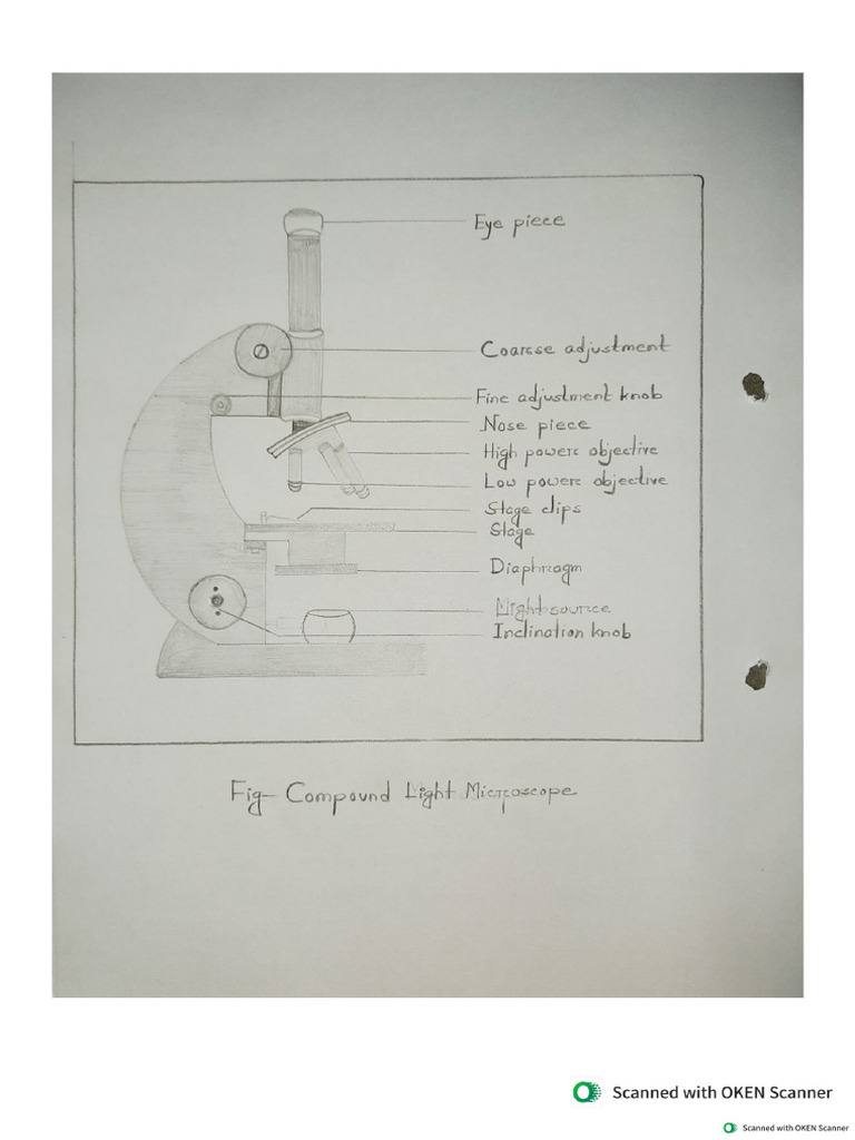 Compound Microscope Pdf
