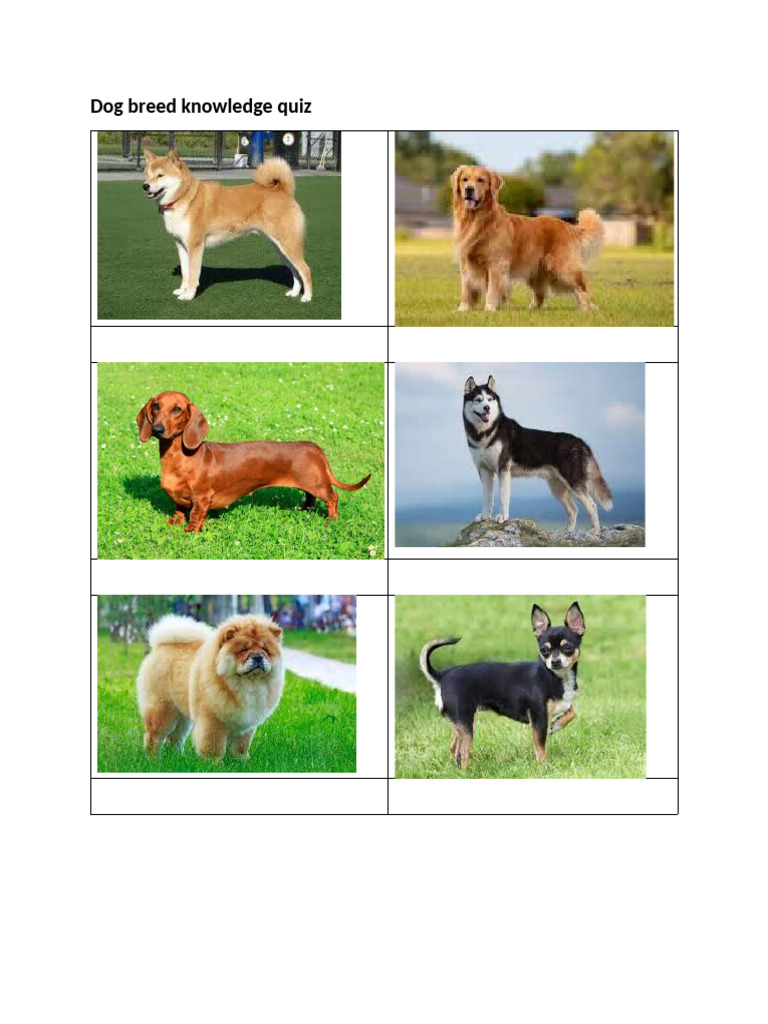 Dog Breed Quiz Challenge | PDF