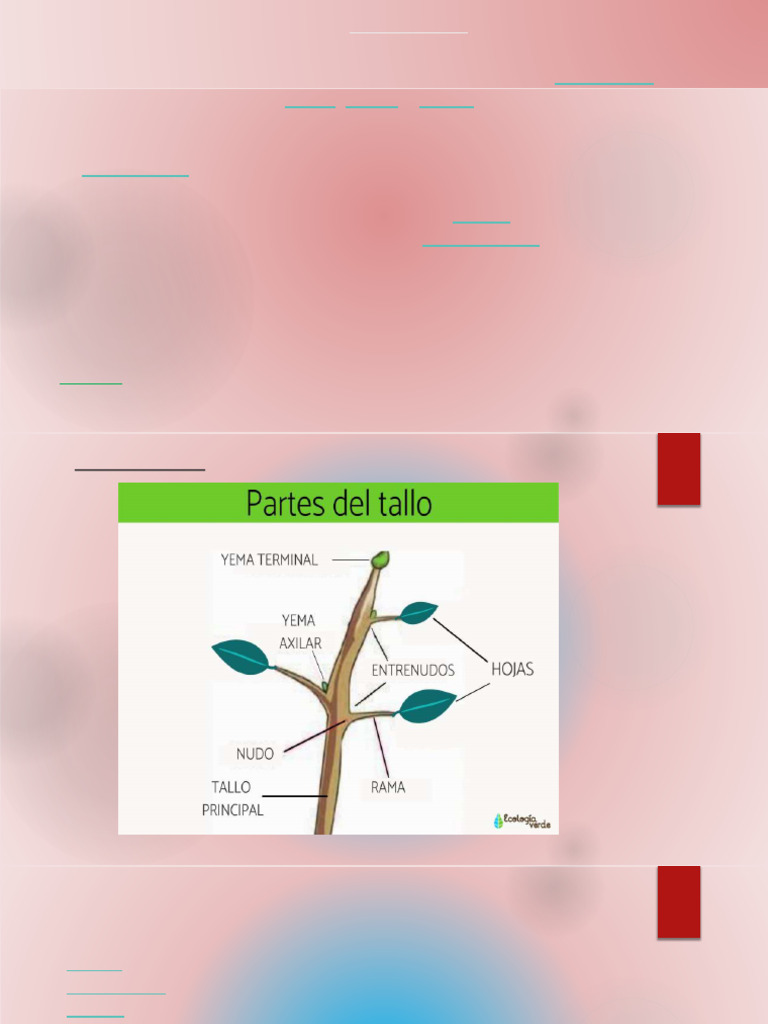 Estructura y Funciones del Tallo | PDF | Tallo de la planta | Plantas