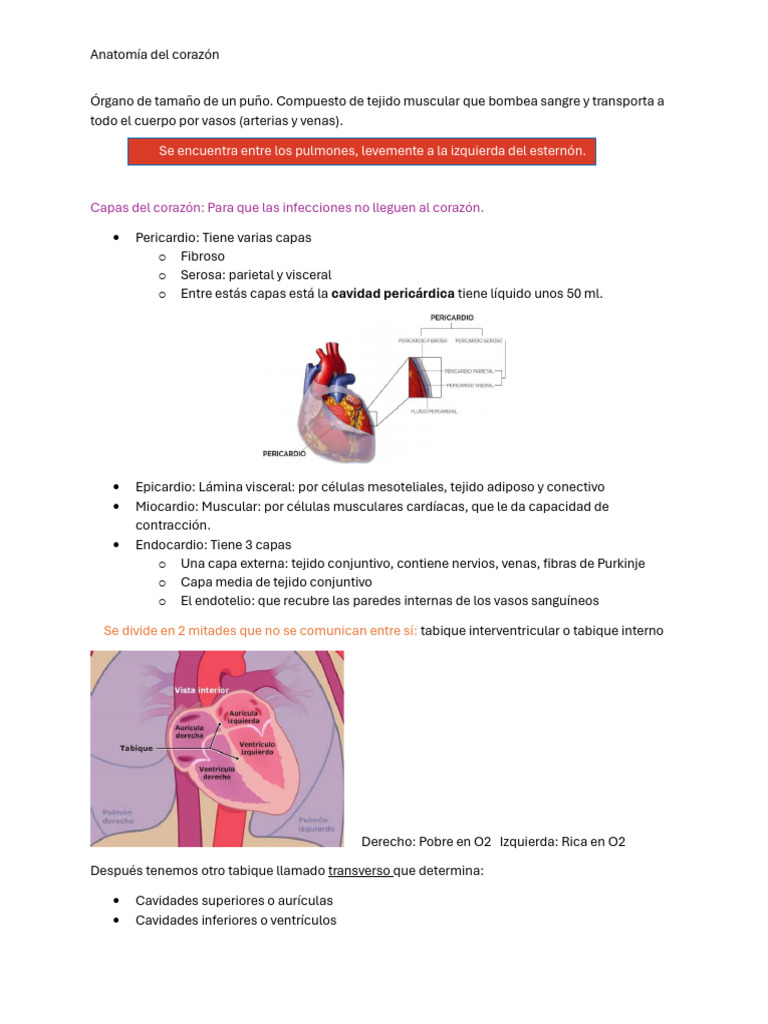 Anatomía y Función del Corazón | PDF | Corazón | Sistema circulatorio