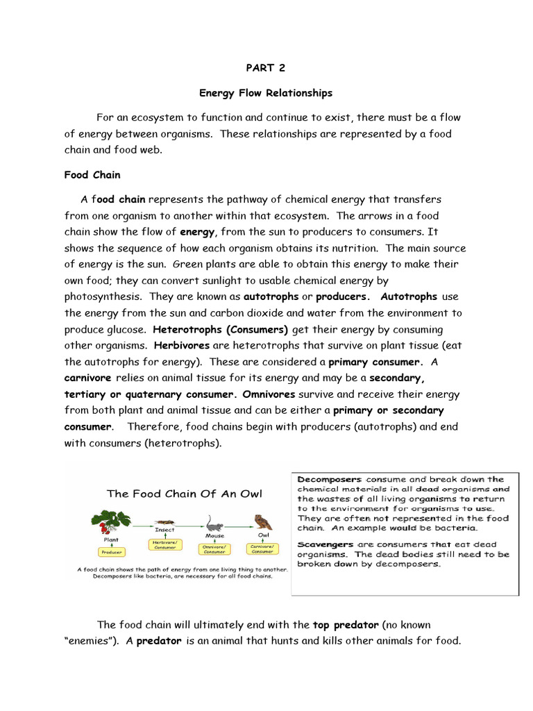 2 - Energy Flow - Ecology Notes | PDF | Food Web | Foods