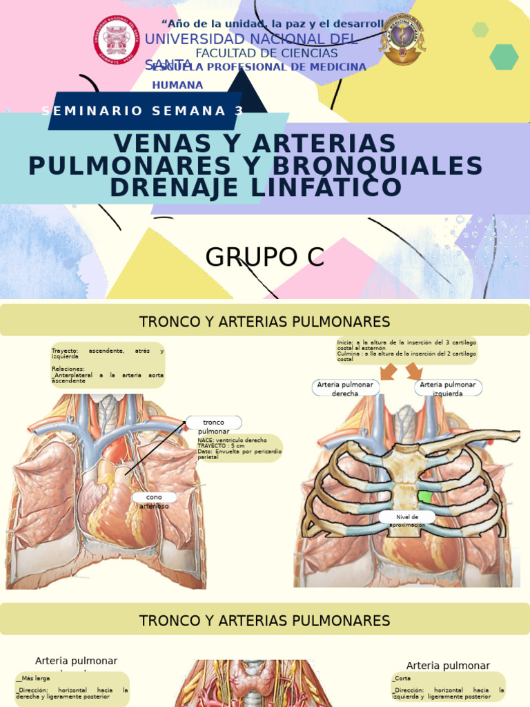 Anatomía II - Venas y Arterias Pulmonares y Bronquiales | PDF | Pulmón ...