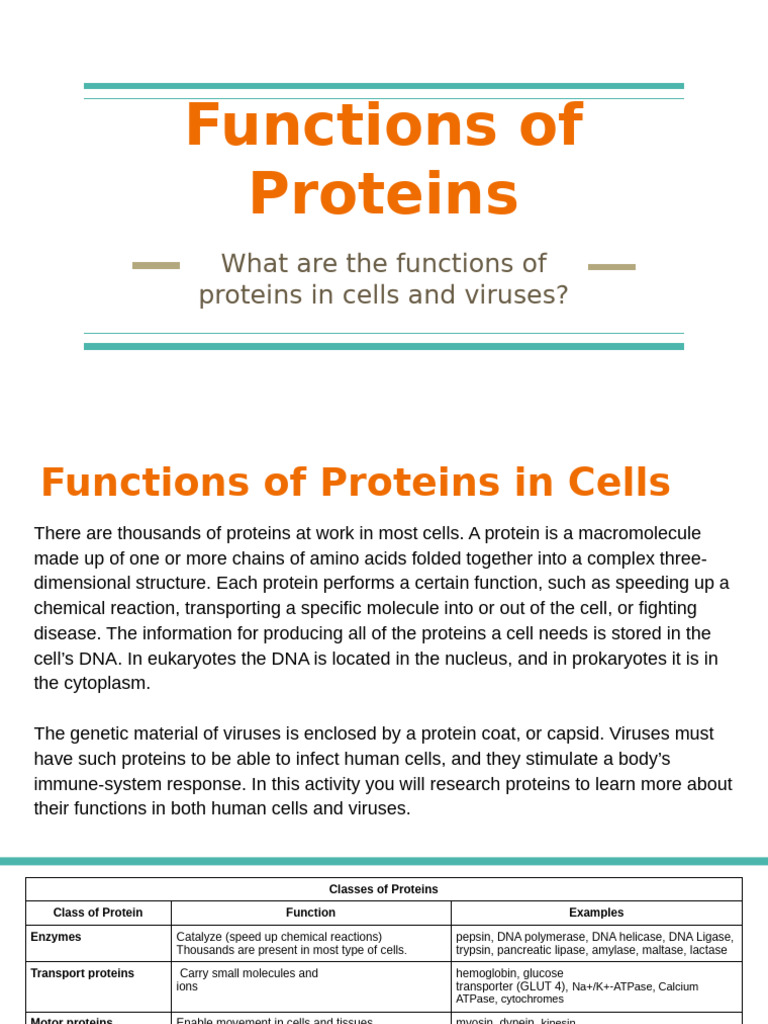 Functions of Proteins in Cells & Viruses | PDF | Proteins | Cell (Biology)